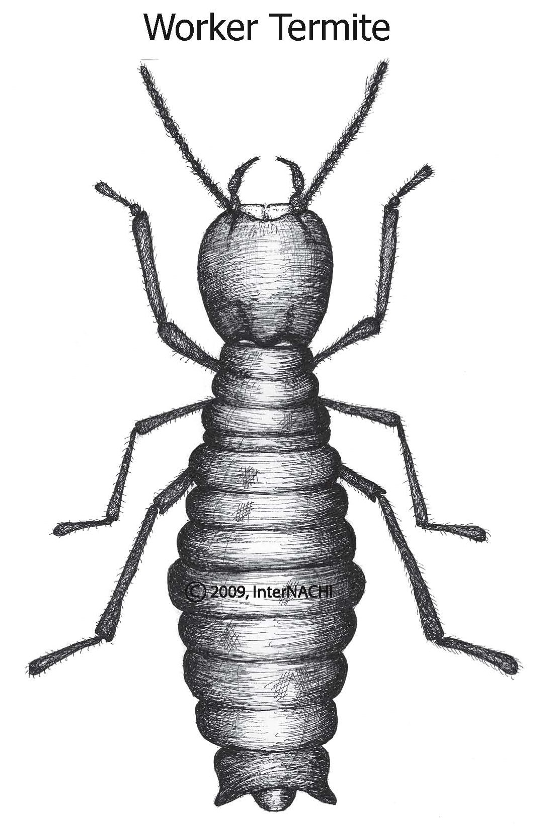 Worker Termite - Inspection Gallery - InterNACHI®