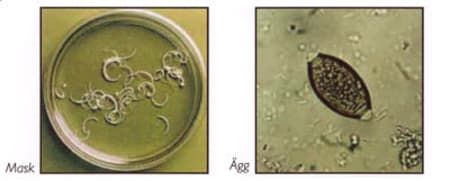 Maskinfektioner, diagnostik och behandling
