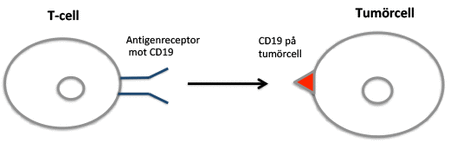 CAR-T-celler, immunologisk cancerbehandling