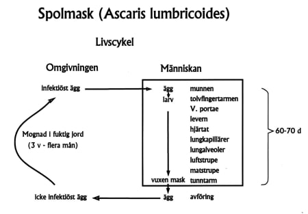 Maskinfektioner, diagnostik och behandling