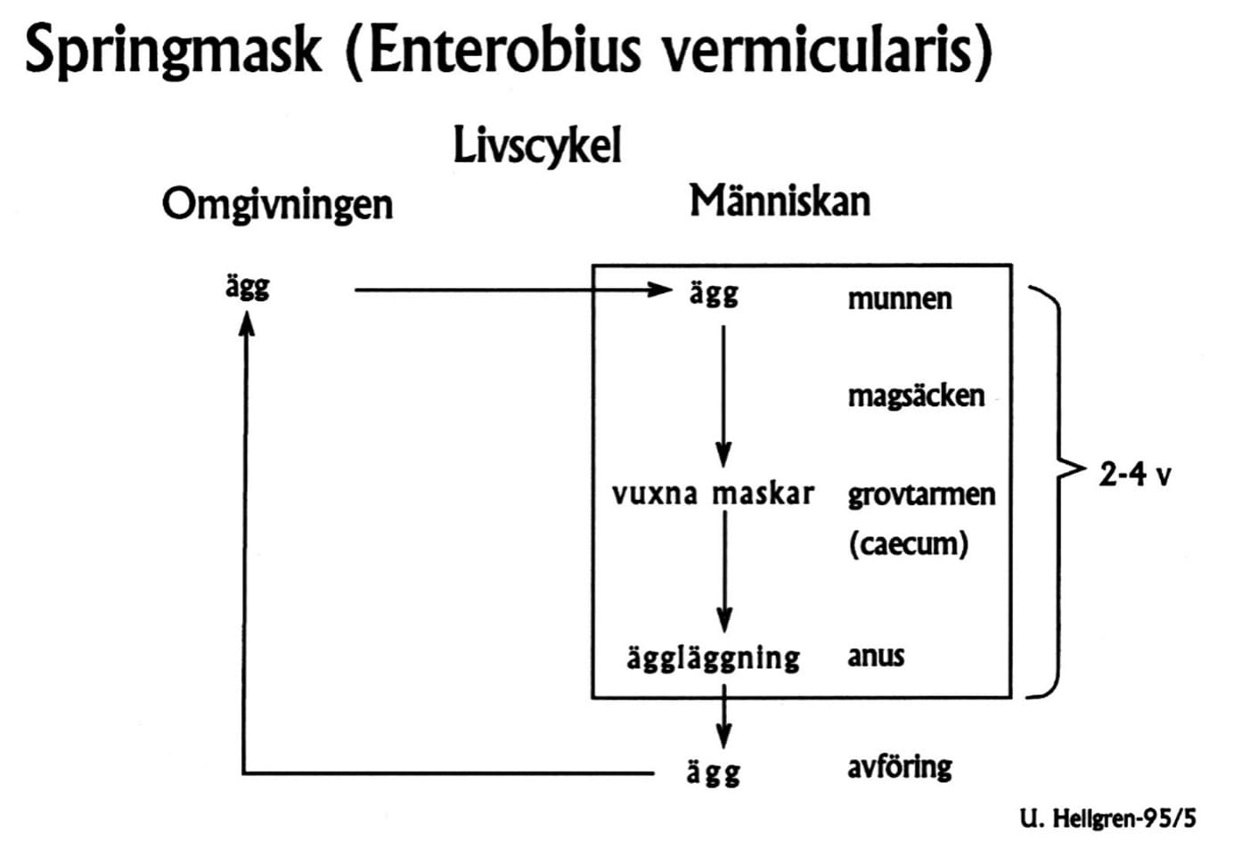 Maskinfektioner, diagnostik och behandling