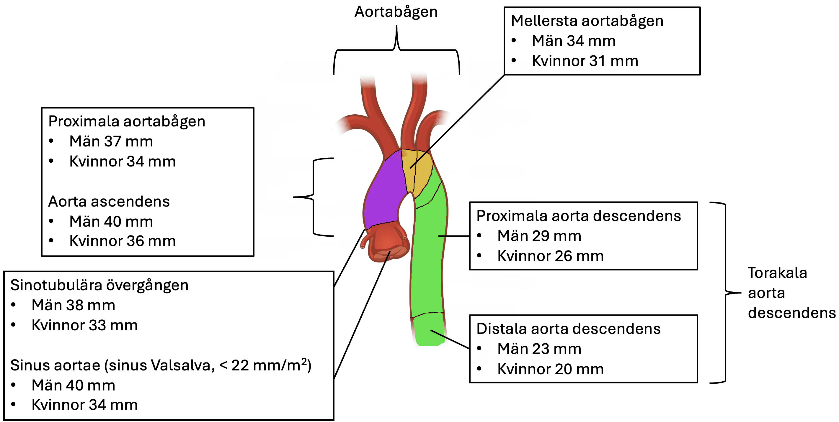 Aortaaneurysm, torakalt - aorta descendens och torakoabdominella aorta
