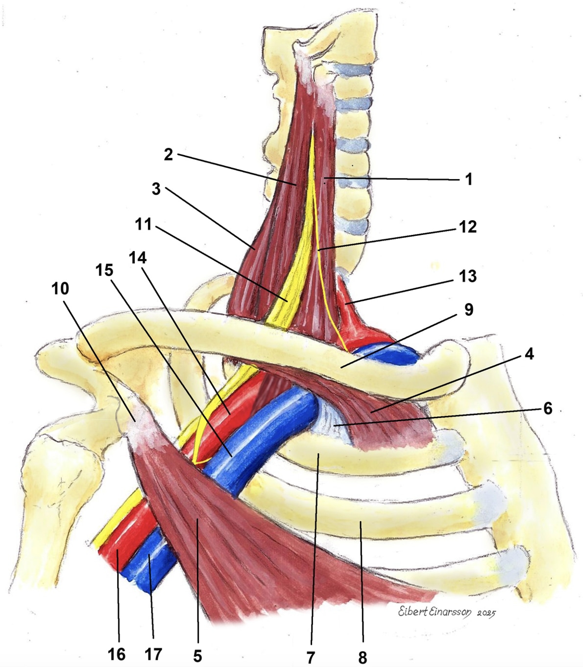 Thoraxapertursyndrom (TOS)