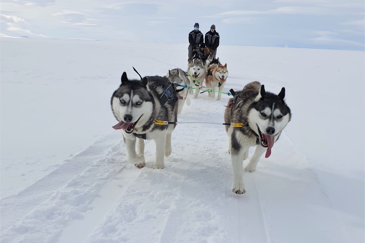 Snow Dogs | Visit North Iceland