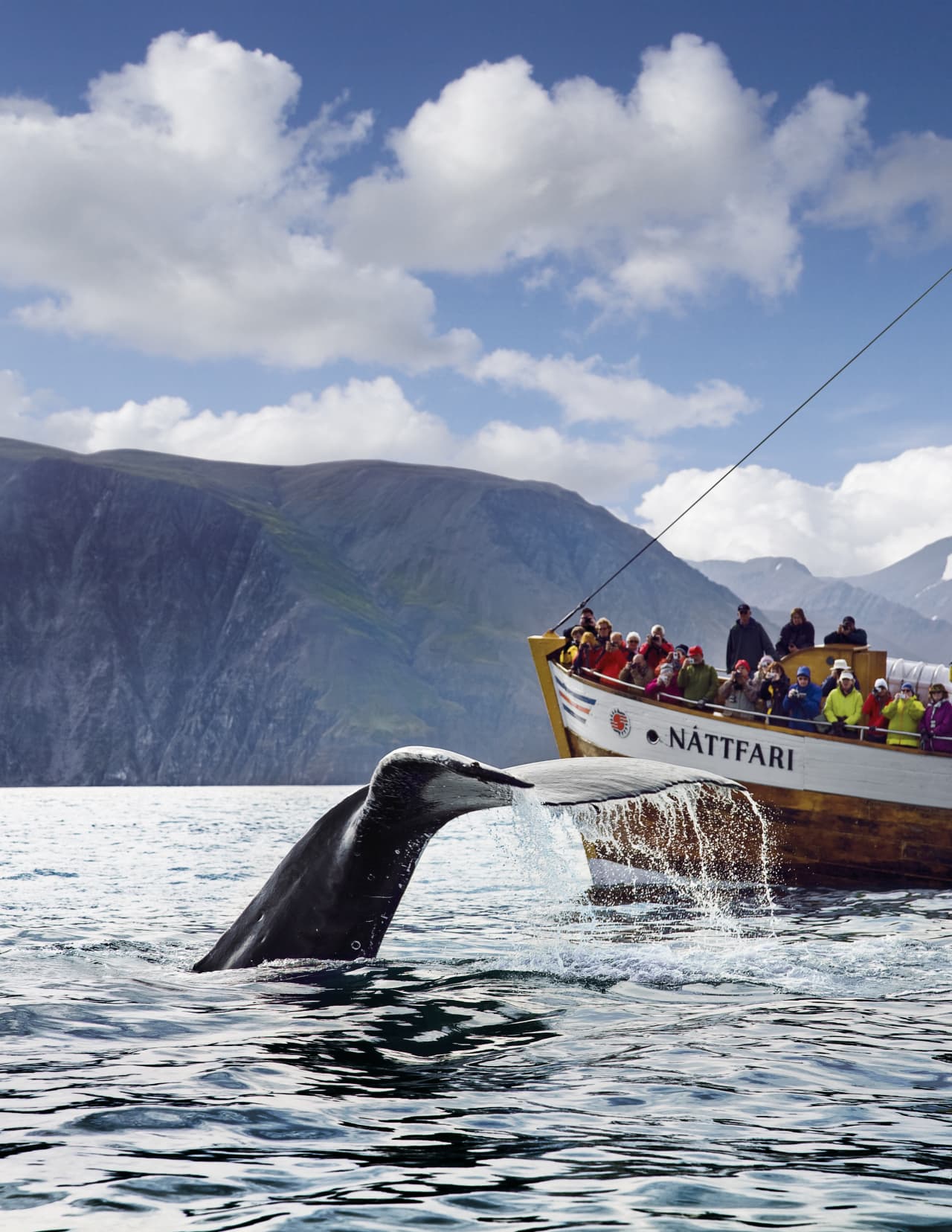 North Sailing Whale Watching | Visit North Iceland