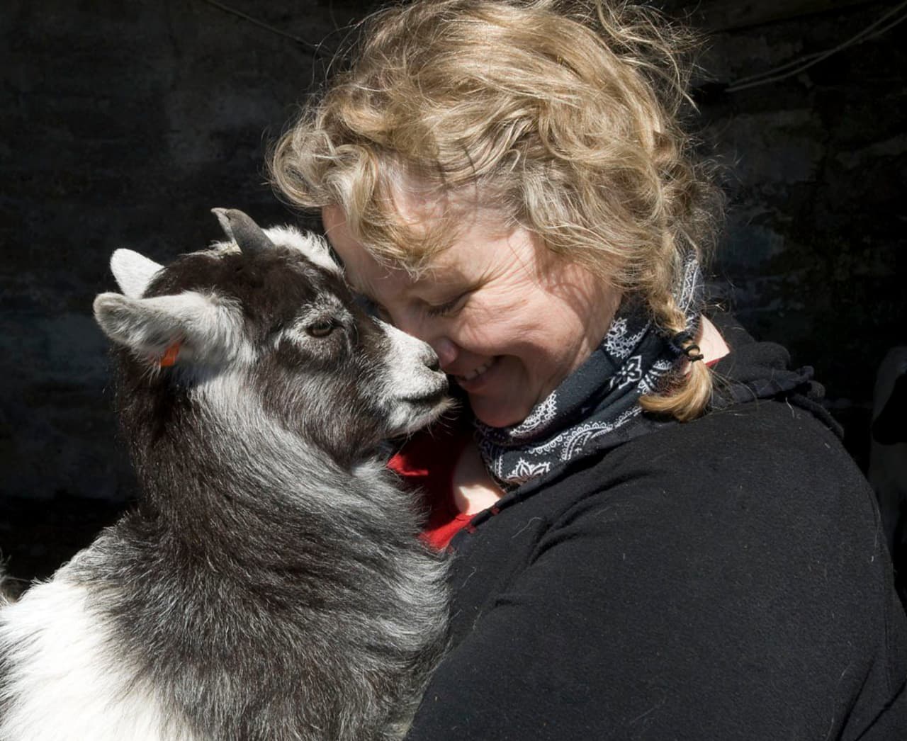 Háafell - Goatfarm | West Iceland