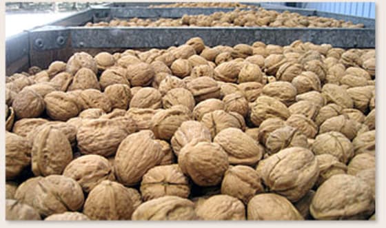 Favorable weather may produce record walnut harvest in California
