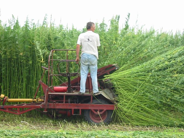 Kentucky is Ready to Grow Industrial Hemp, Agriculture Commissioner Says
