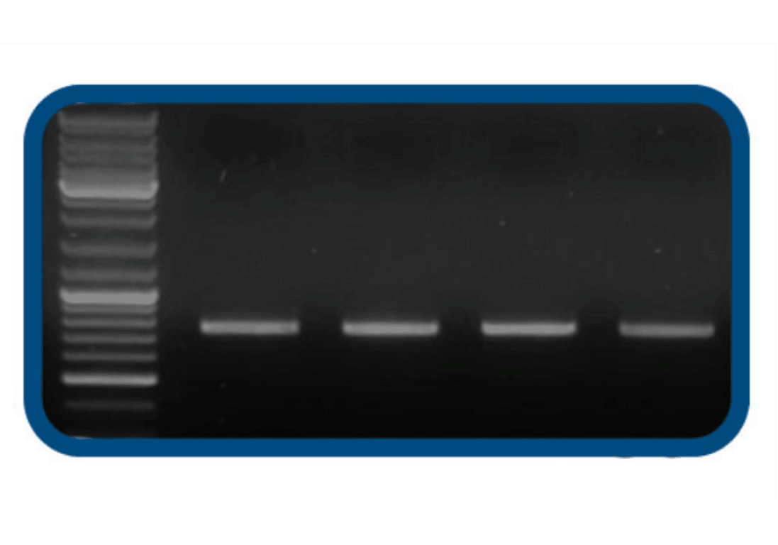 Accuris PR1001-Taq - Taq Master Mix | TEquipment