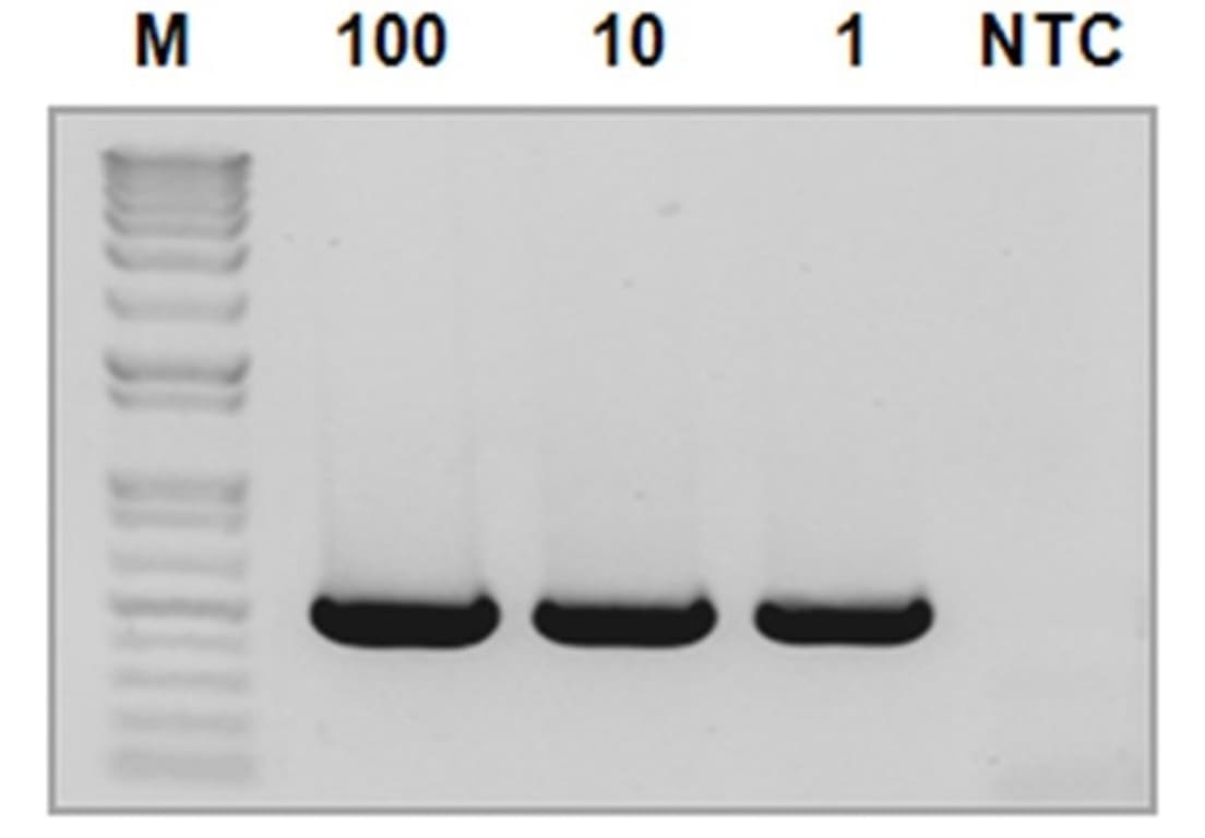 Accuris PR1100 - One Step RT-PCR | TEquipment