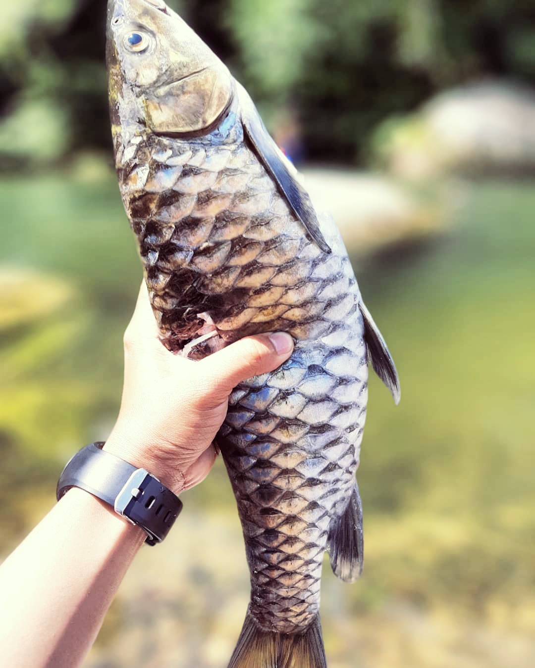 Ikan Semah, Ikan Arus Deras Khas Kerinci - JALANBARENG.COM