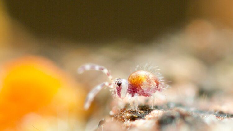 Soil fauna in humus | betterSoil