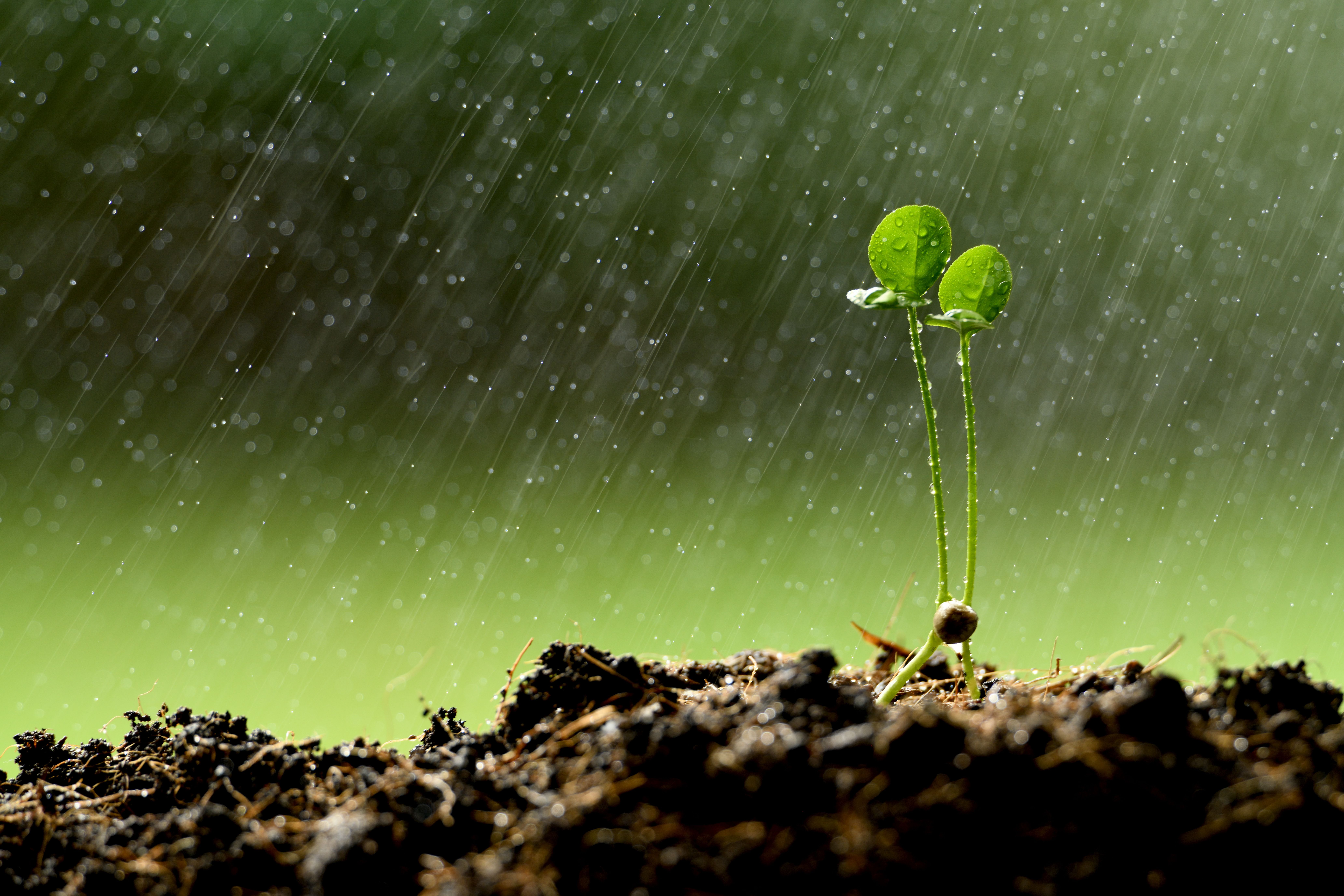 High Rainfall and Its Impact on Our Soils | betterSoil