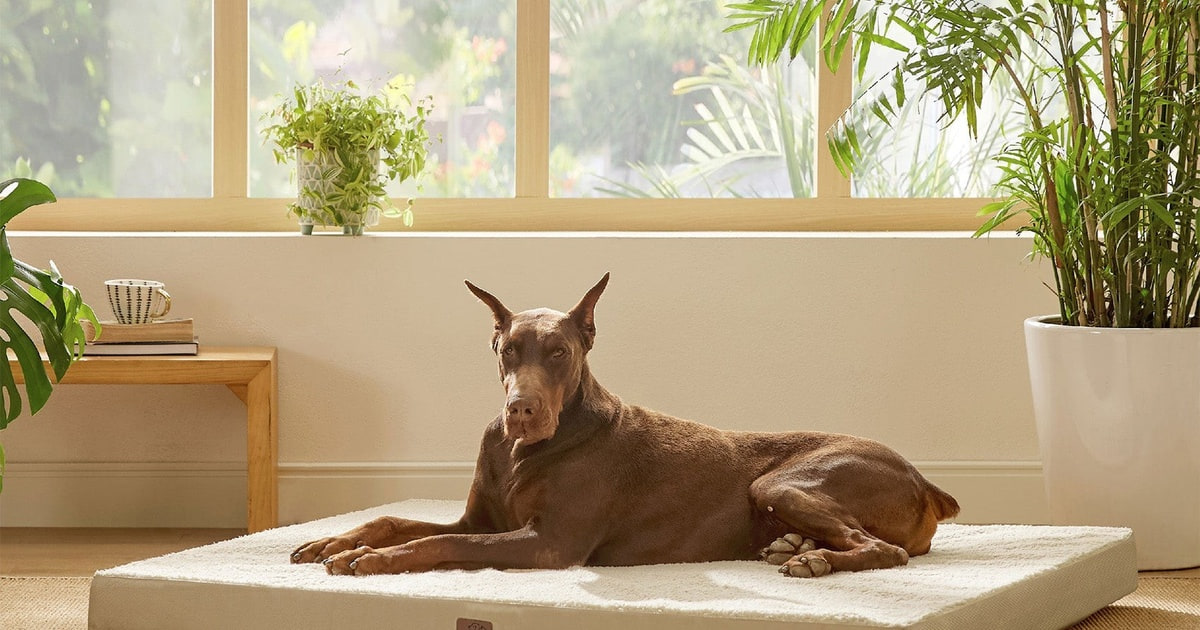 The 10 Best Orthopedic Dog Beds for Large Breeds in 2026