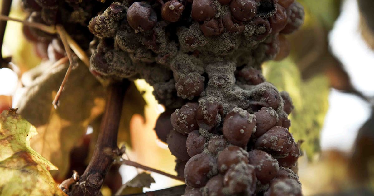 BOTRYTIS!