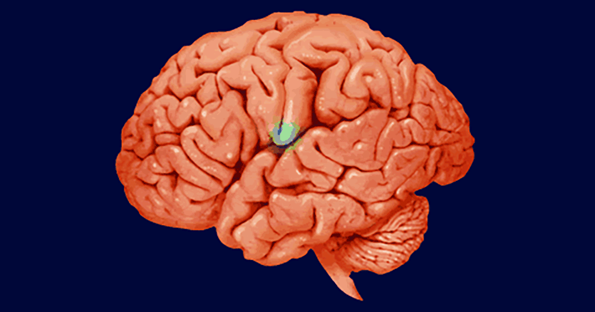 Brain