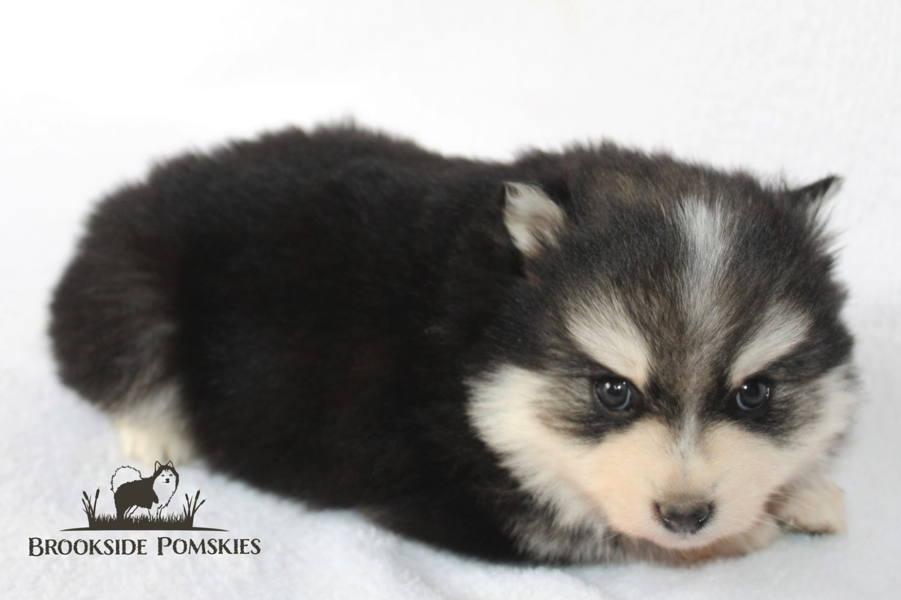Blue Eyed Pomsky Puppy