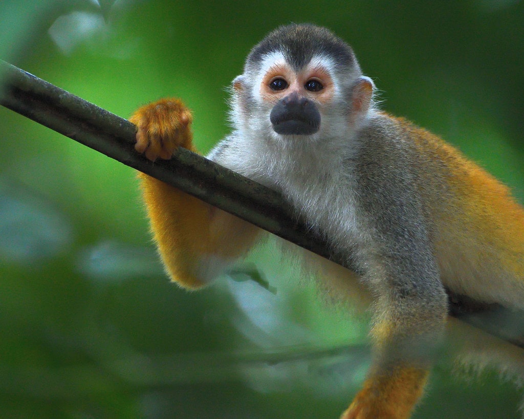Squirrel Monkey Costa Rica Squirrel Monkey En Profile Costa Rica Stock