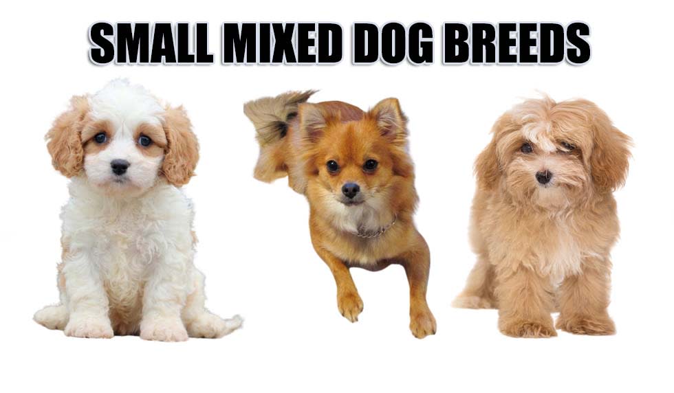 What Are All The Mixed Dog Breeds
