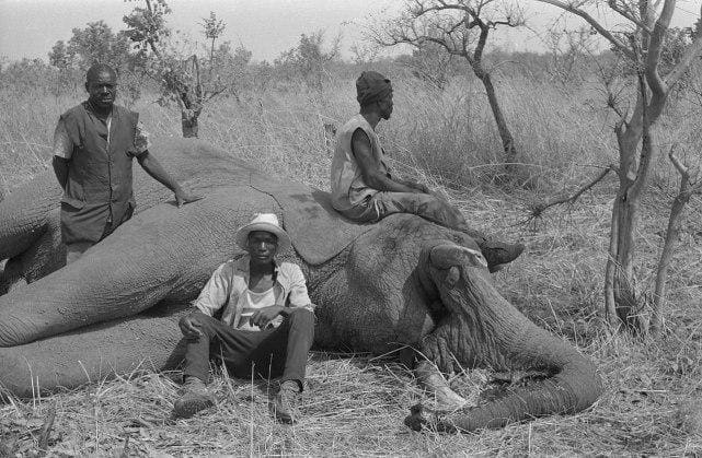 Elephants produce 10 times more meat than pigs, so why not breed ...