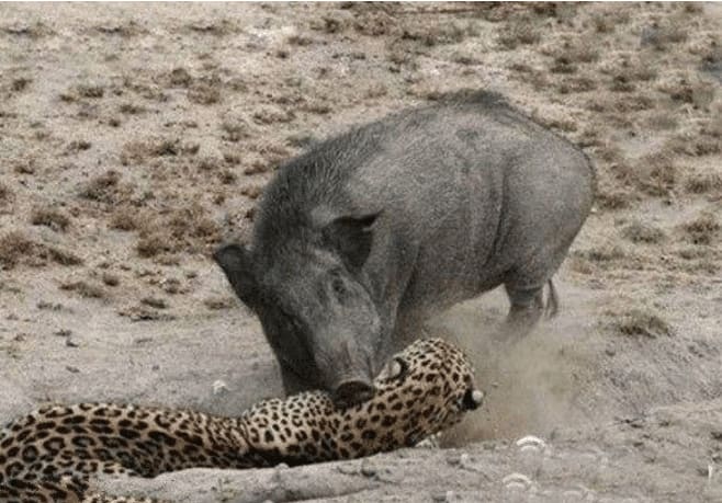 Pigs are the enemy of poisonous snakes? | Earth