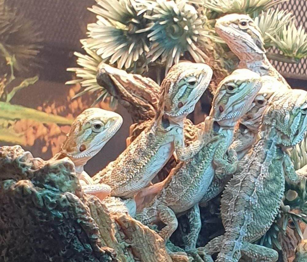 Bearded Dragon Cute Baby