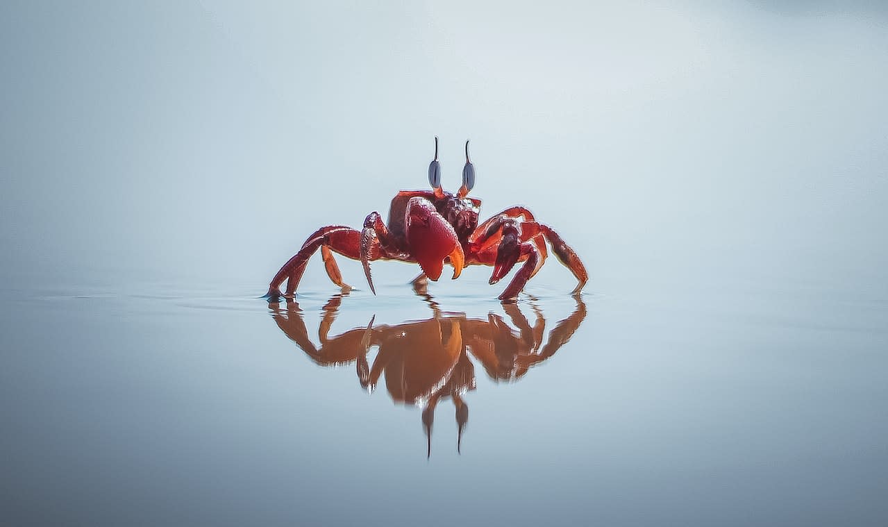 The Anatomy of a Crab. | Earth