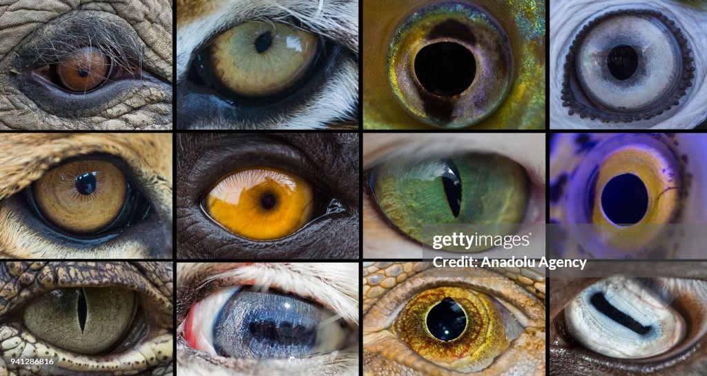 Animal Eyes 1 By Black Button Eyes Half Round Sew On For Teddy