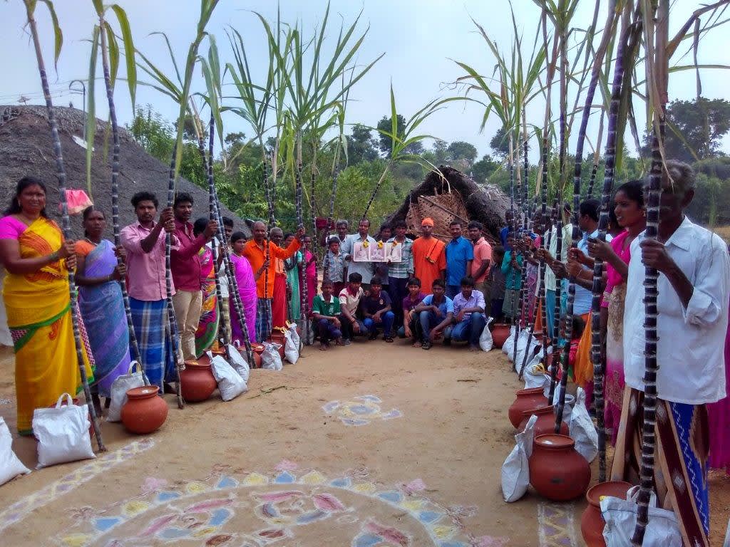 Why Do We Celebrate Pongal Festival In Tamil Age - Infoupdate.org
