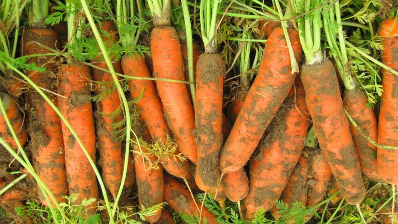 When to Plant Carrots in NC? | Families