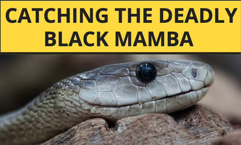 How Deadly Is A Black Mamba Snake - Infoupdate.org