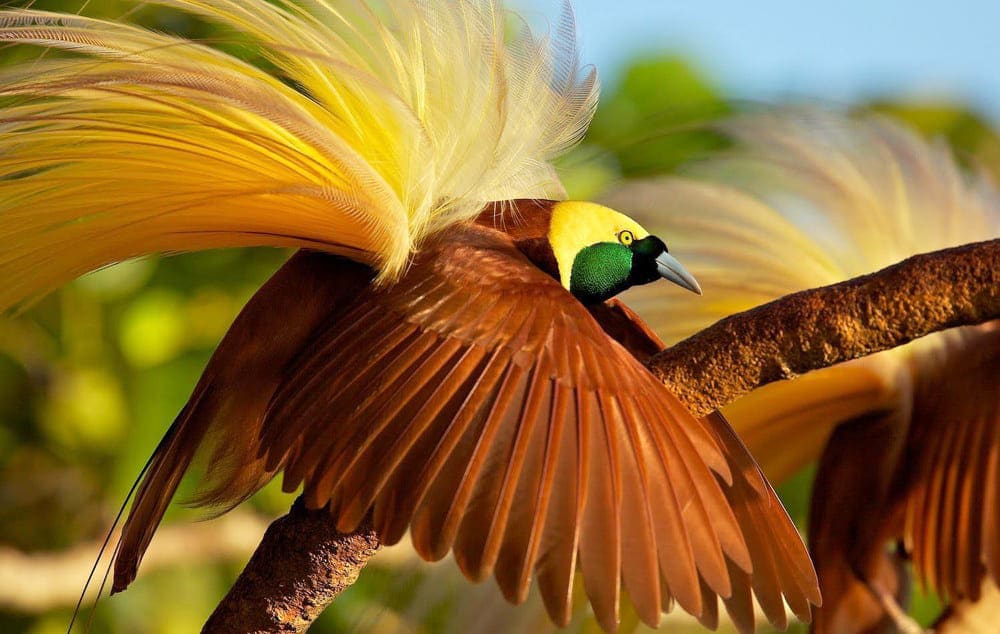 Top 50 Most Beautiful Birds In The World - Infoupdate.org
