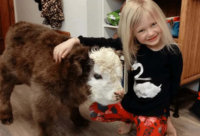 Mini Fluffy Cow Size