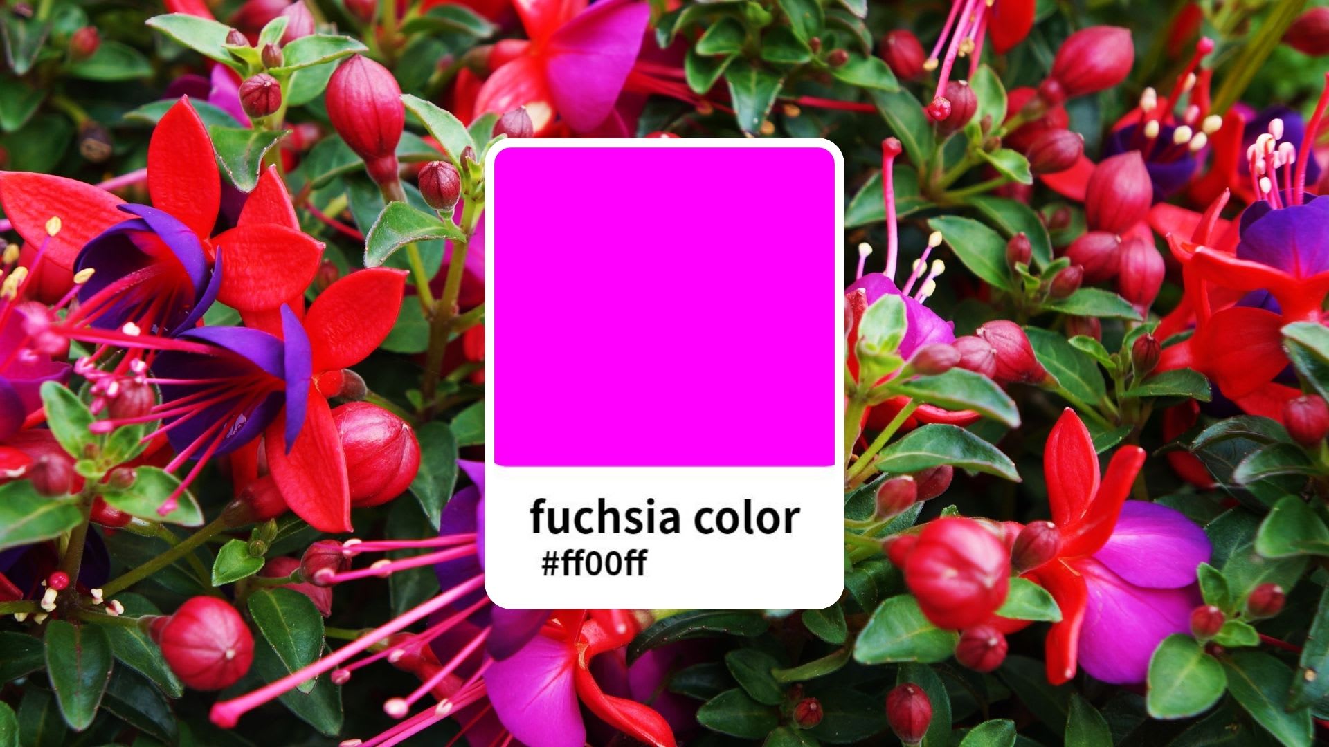 What Color Make Fuchsia