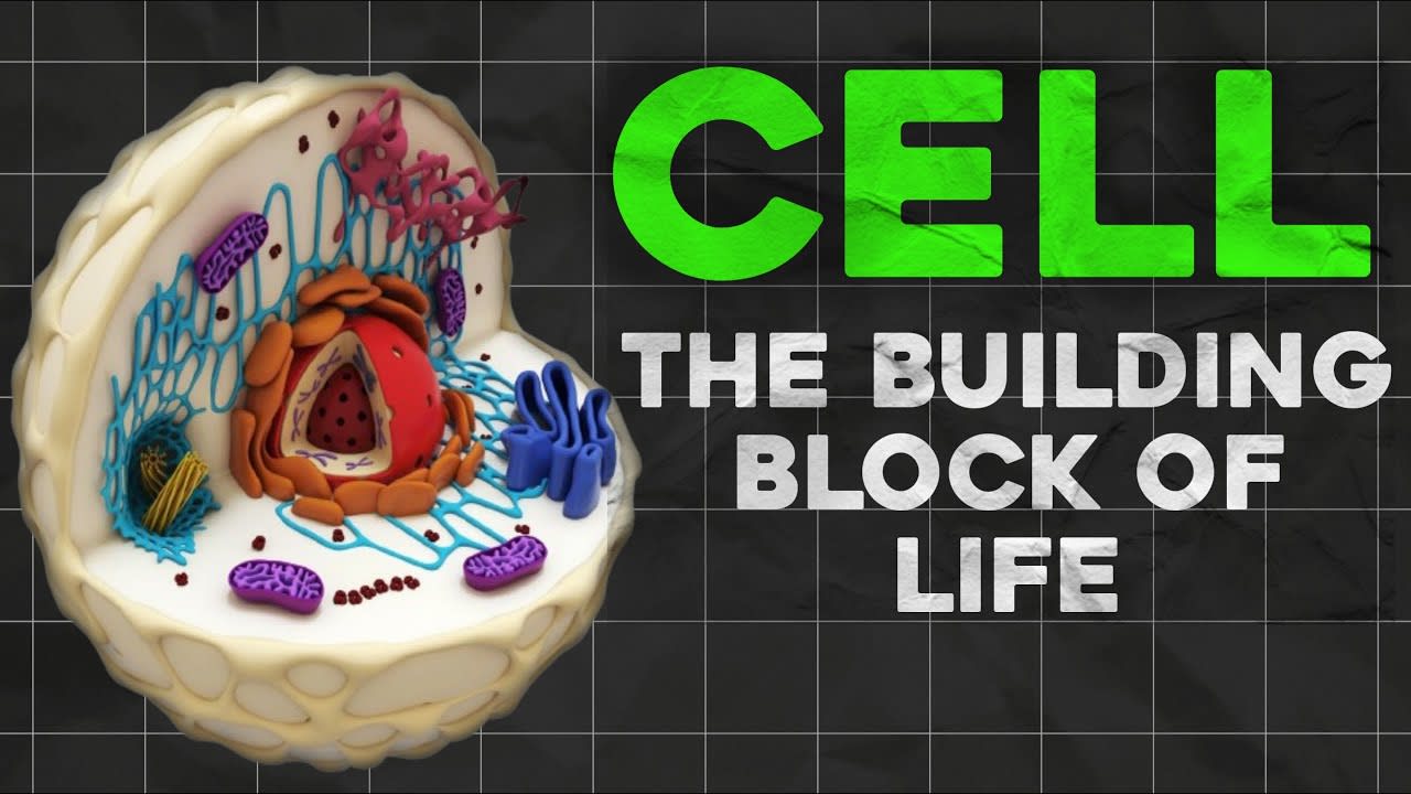 Why Cell Is Known As Structural And Functional Unit - Infoupdate.org