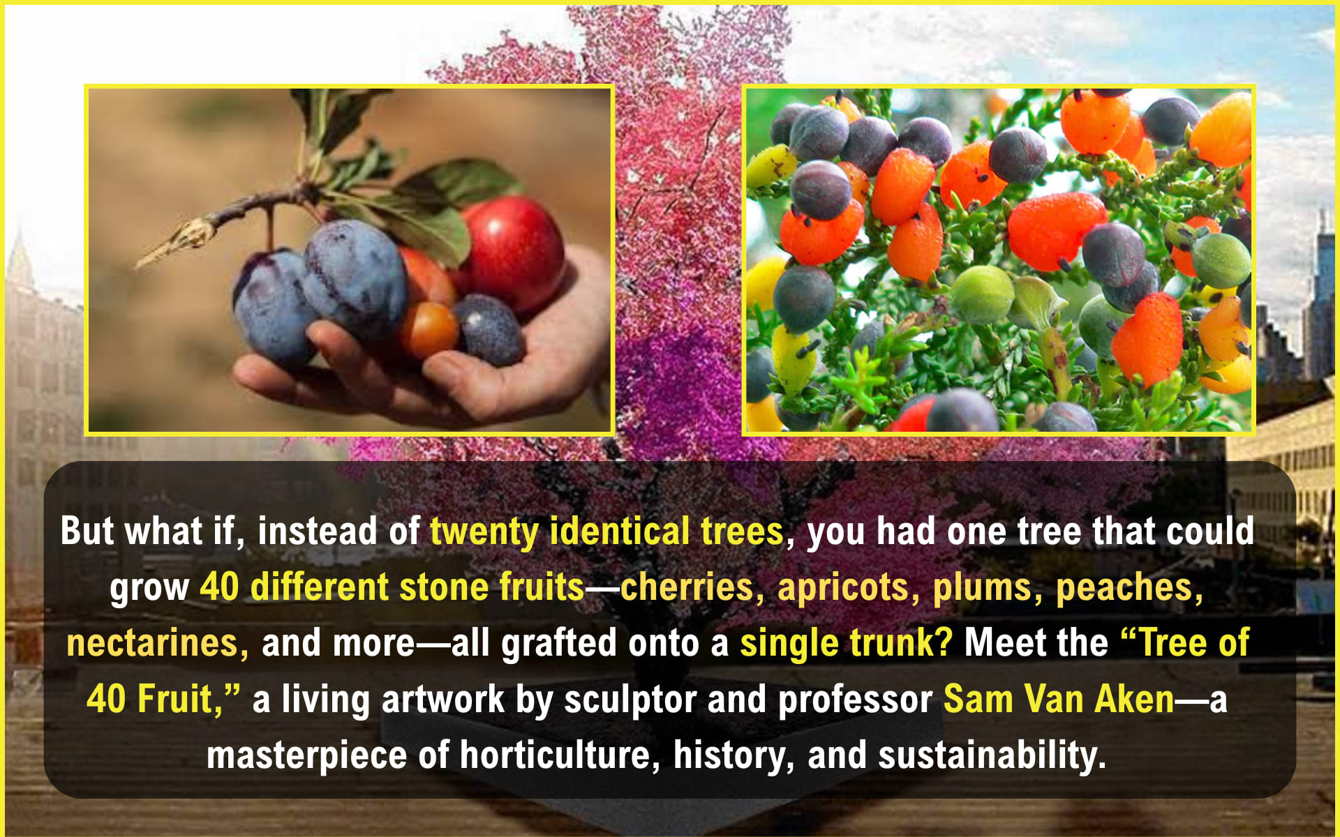 Types Of Fruit Trees Pin On Fruit/vegetables