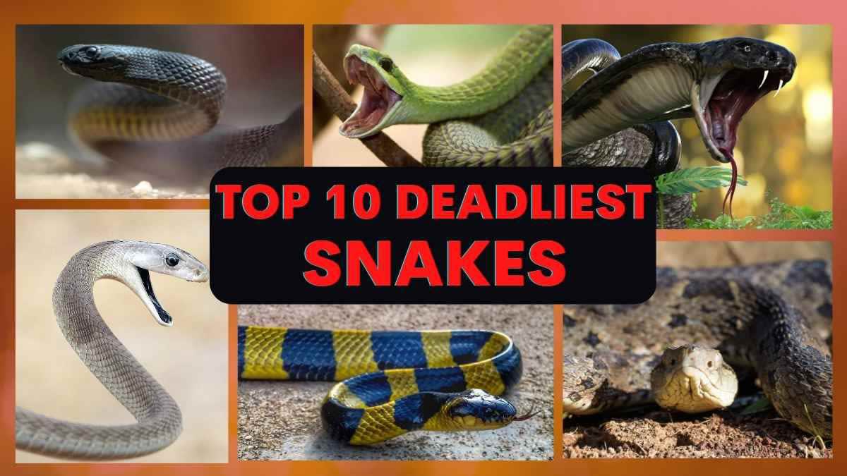 Top 10 Most Venomous Snakes In The World Youtube Top 10 MOST VENOMOUS