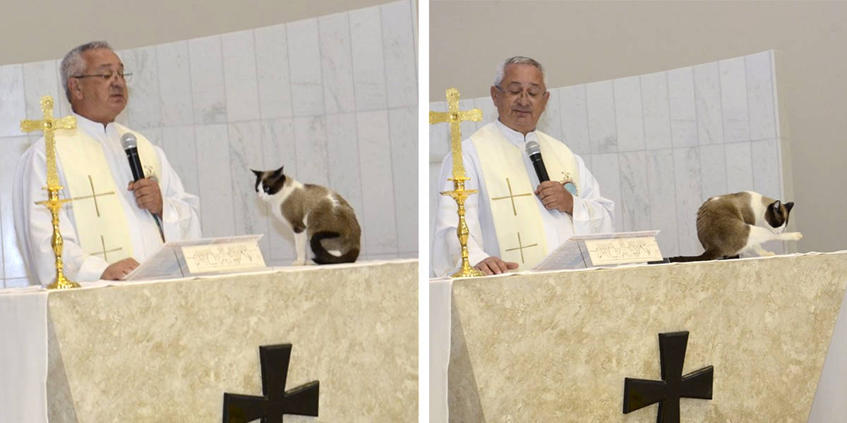 The First Cat Blessed by Pope Leo XIV | Education