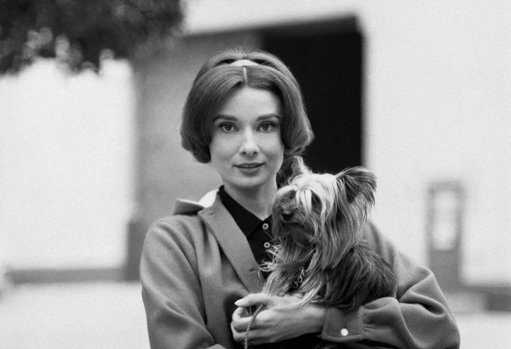 Most Unique Celebrity Dog Names Petlife