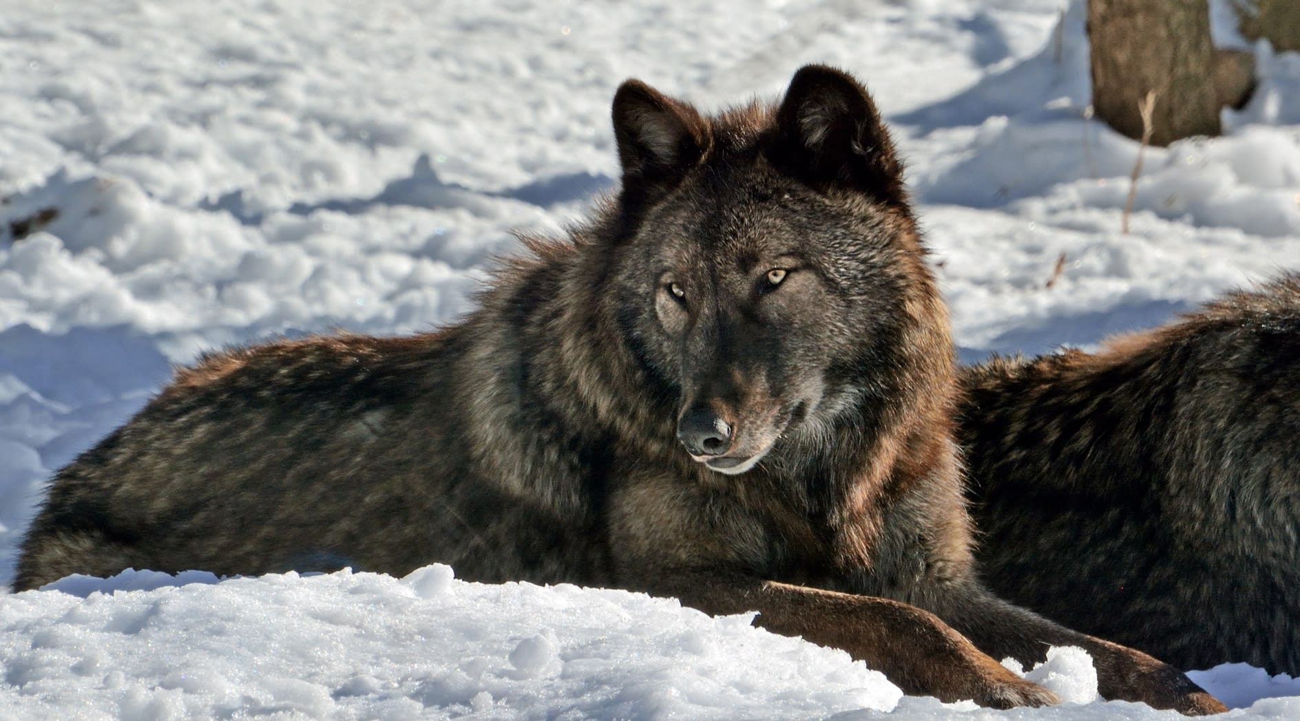 Wolves Are in Danger... Again | Petlife