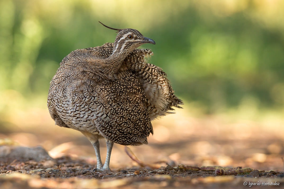 Elegant Crested Tinamou
