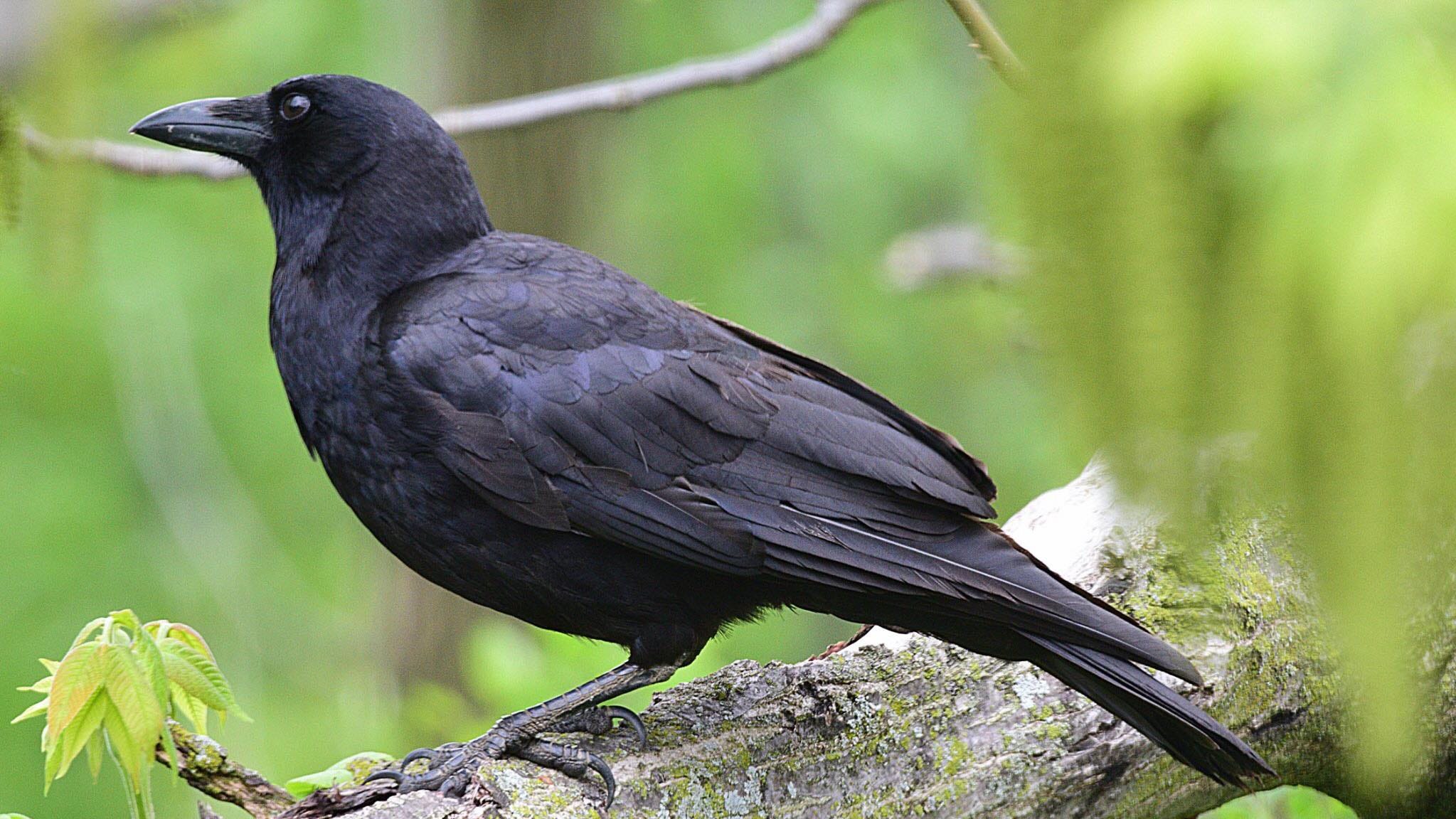 The Crow the-crow