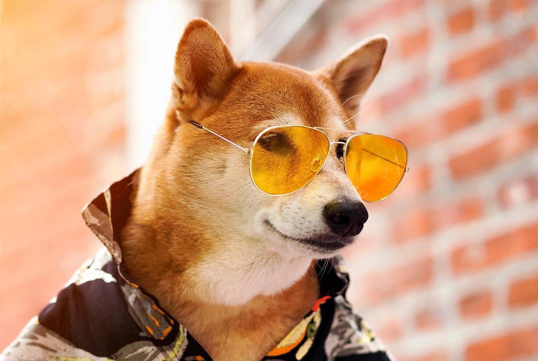 Most Famous Animal Actors at Jasper Saranealis blog