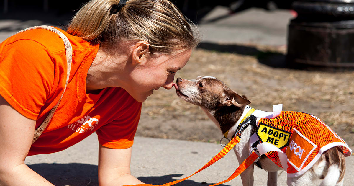 10 Companies That Donate To Animal Welfare Groups Petlife