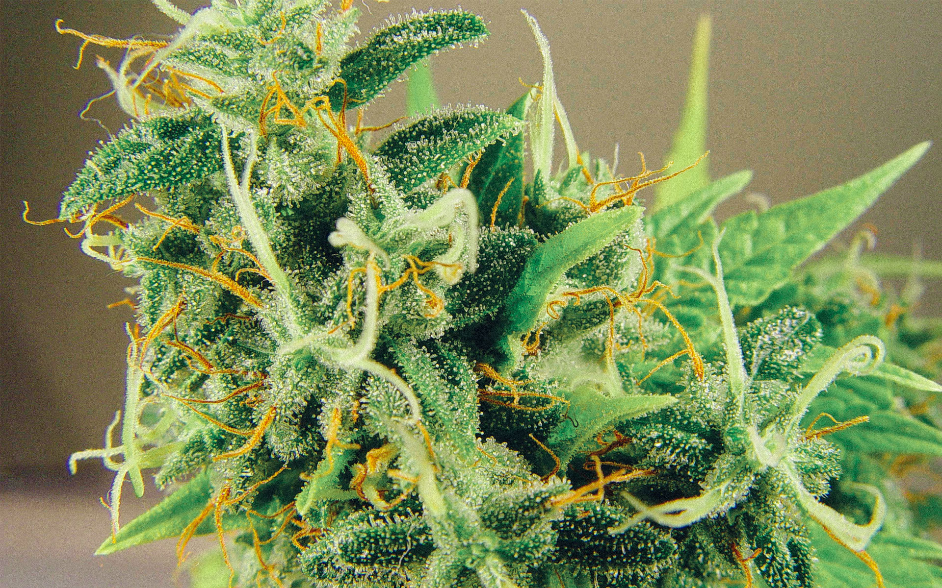Strange Strain Names And Their Origins Potent strange-strain-names-and-their-origins-potent