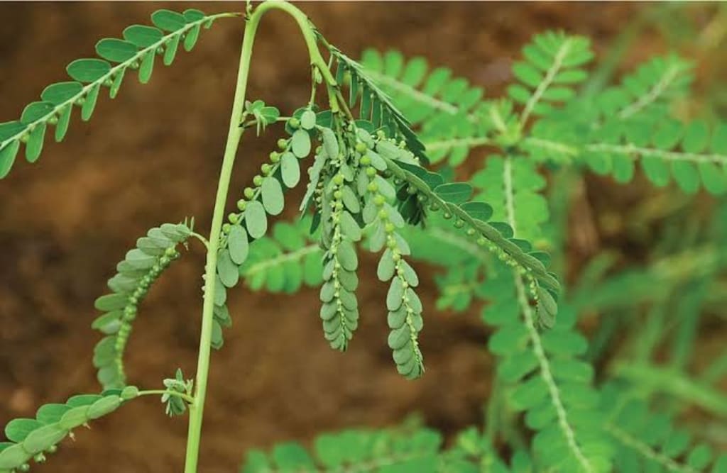 Keezhanelli (Phyllanthus Niruri) Health Benefits The Indian, 42% OFF Keezhanelli (Phyllanthus Niruri) Health Benefits The Indian, 42% OFF