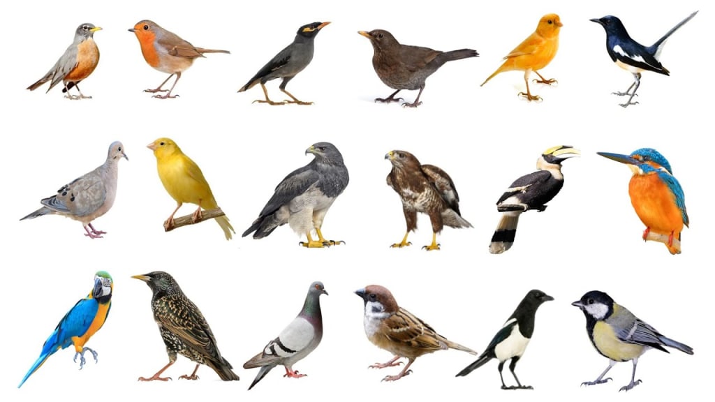 Types Of Birds And Name