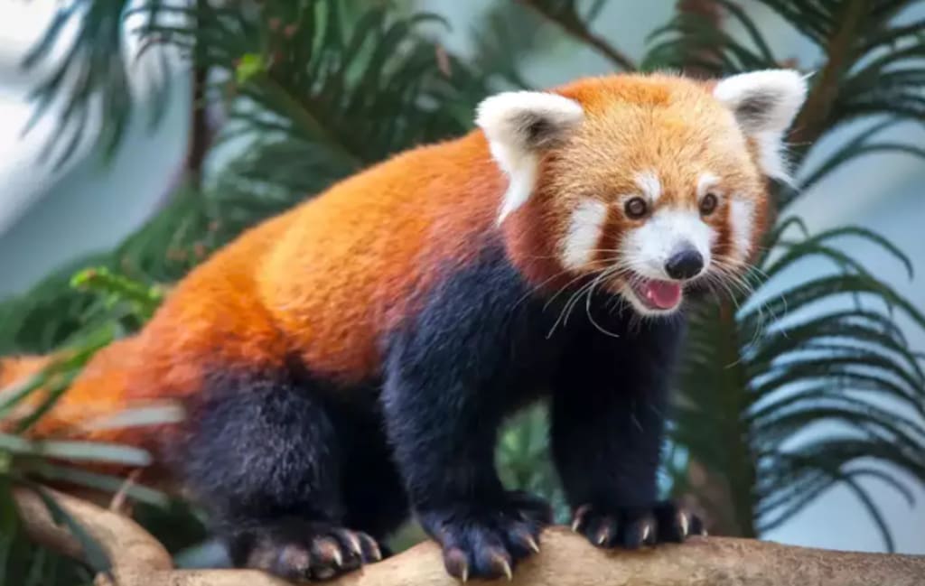 Worlds Rarest Animals