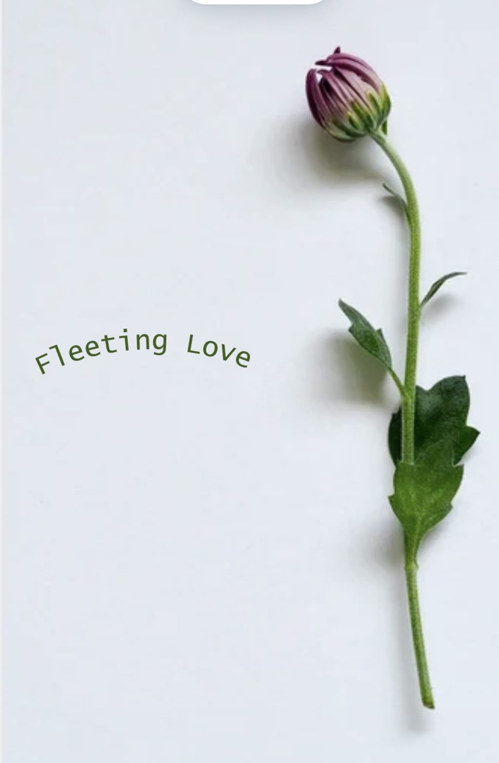 Fleeting Love Quotes Don't Seek Love Externally, It's Fleeting. Go