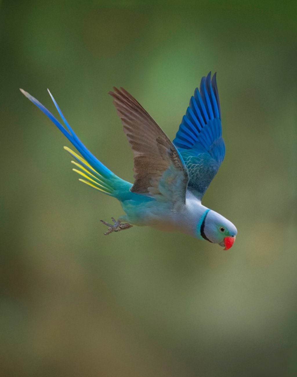 Malabar Parakeet